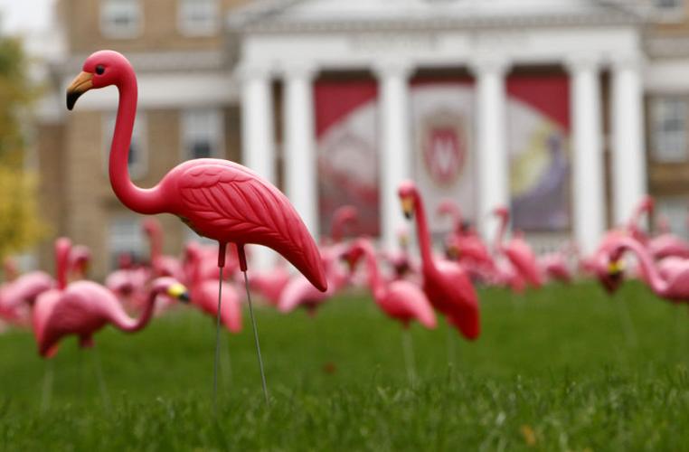Photos: Pink flamingos 'Fill the Hill' | Local News | captimes.com
