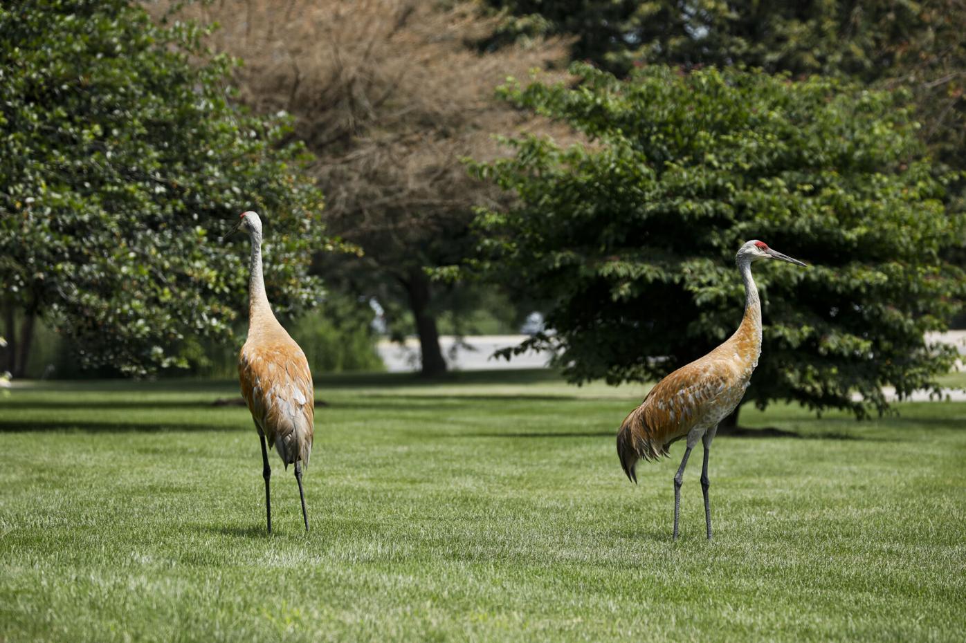 sandhill crane behavior