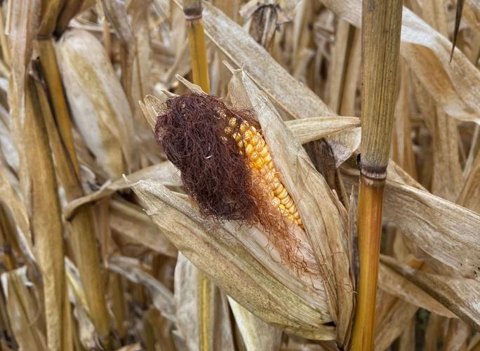 Corn’s clean-energy promise is clashing with its climate footprint ...