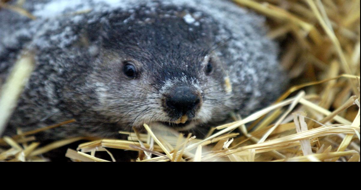 Tom Tiffany's dumber than a groundhog | Plain Talk by Dave Zweifel ...