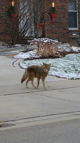 UW Urban Canid Project finds healthy coyotes, foxes roaming city ...