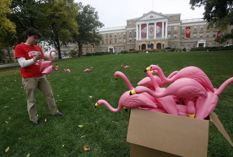 Photos: Pink flamingos 'Fill the Hill' | Local News | captimes.com