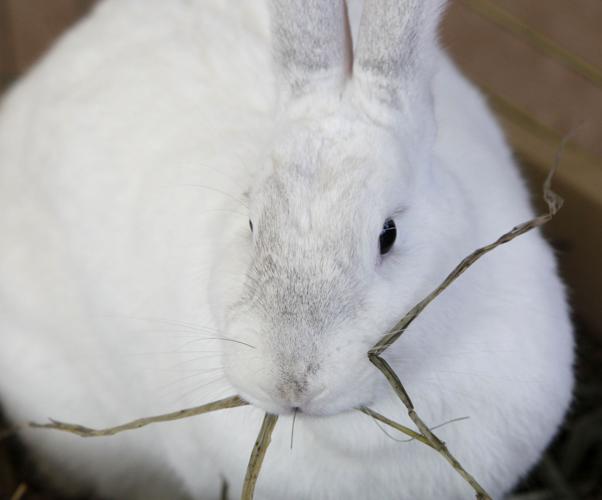 Photos: Bunny Bunanza at Humane Society | Local News | captimes.com