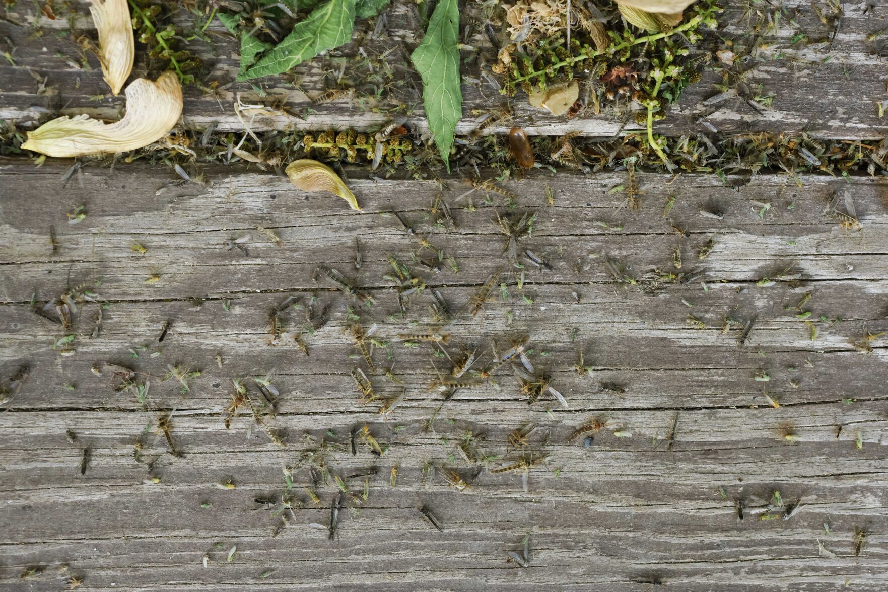 Why Madison got so many midges this spring | Environment | captimes.com