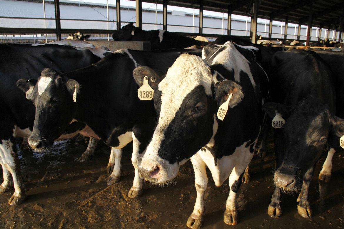 Opinion | Local officials flexing their muscles in CAFO wars | Guest ...