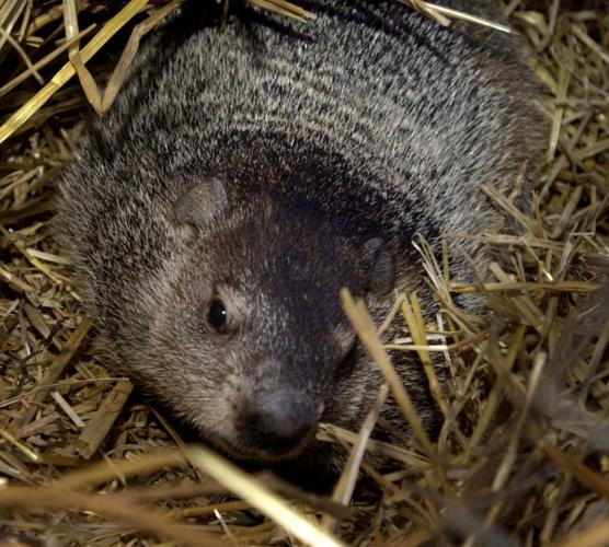 Photos: Jimmy the Groundhog through the years | Local News | captimes.com