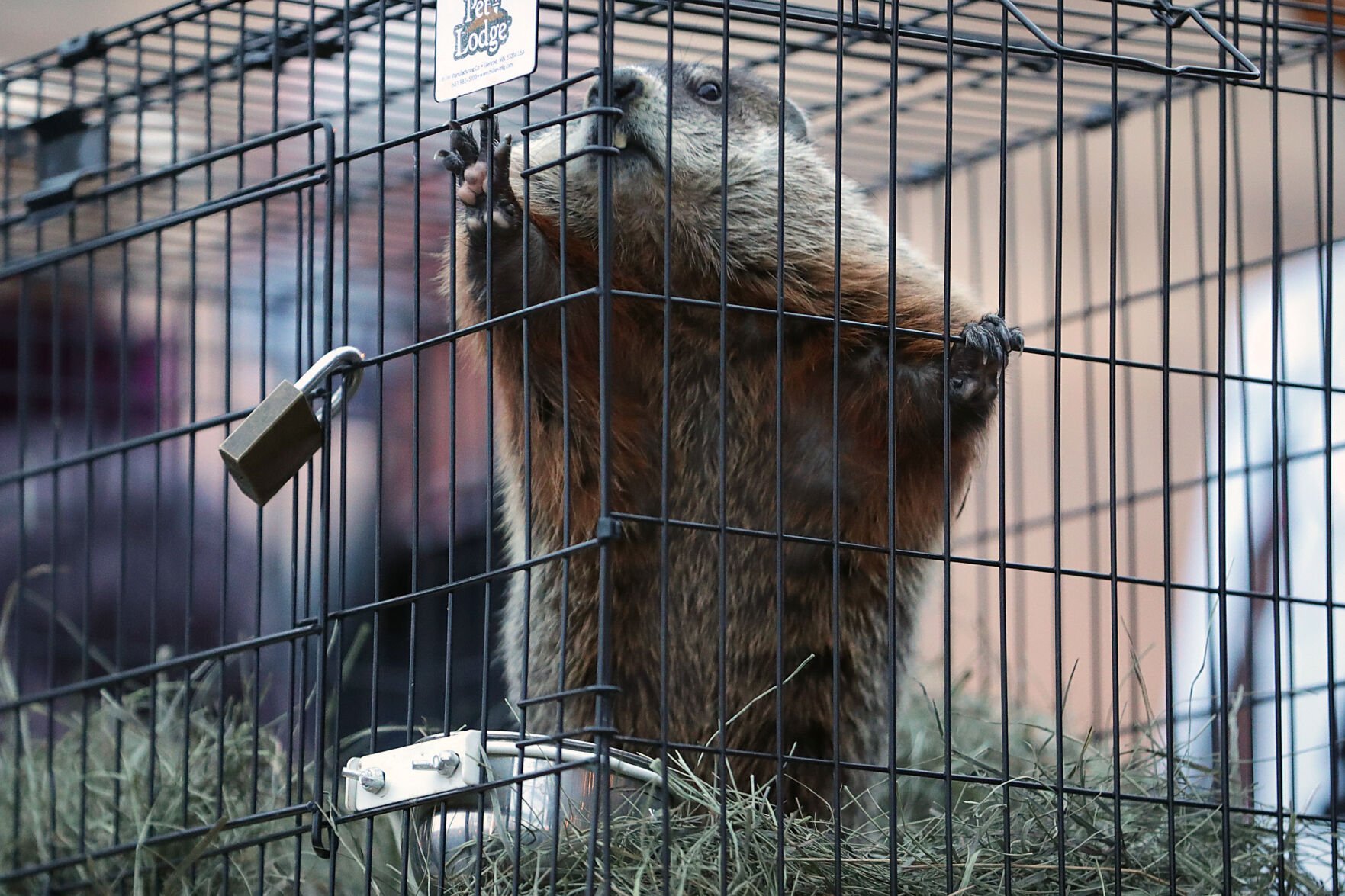 Punxsutawney Phil | | captimes.com