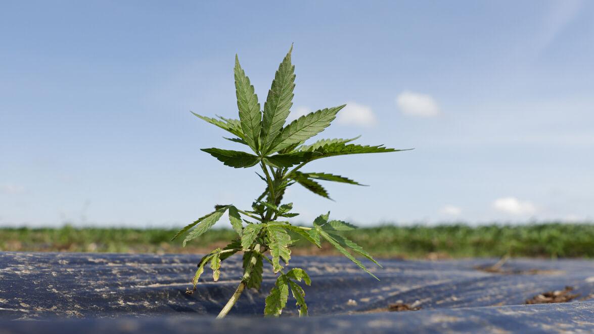 Wisconsin’s cannabis industry leafs out with new, legal products | Business | captimes.com