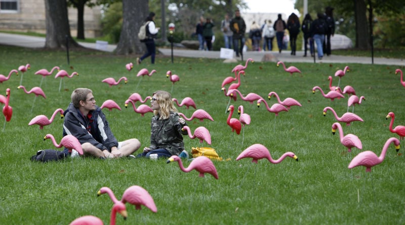 Photos: Pink flamingos 'Fill the Hill' | Local News | captimes.com