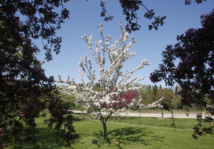 Photos: UW Arboretum flowers, trees in full bloom | Local News ...