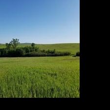 Opinion | Celebrating a prairie restoration success story | Guest ...