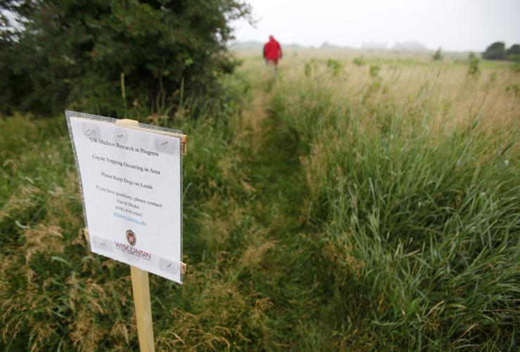 Photos: Checking fox and coyote traps with the UW Urban Canid Project ...