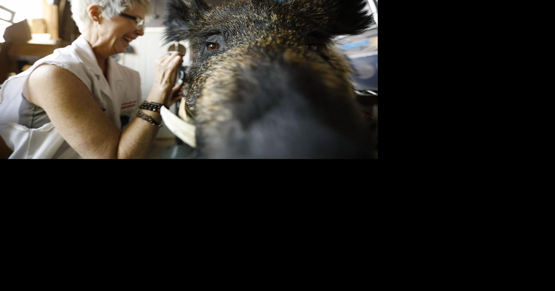 A dying art: Diagnosed with cancer, taxidermy artist Marcia Field built ...