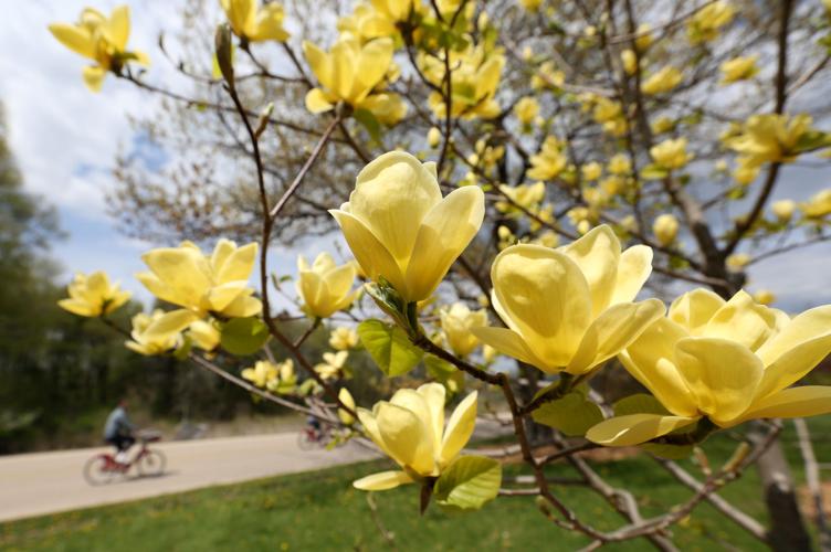 Photos: Spring in bloom at the UW Arboretum | Local News | captimes.com