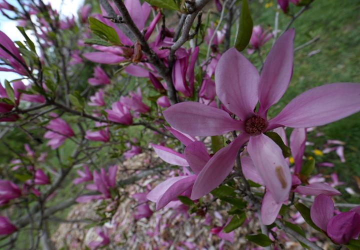 Photos: Spring in bloom at the UW Arboretum | Local News | captimes.com