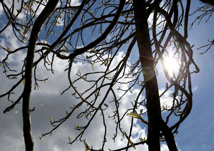Photos: Spring in bloom at the UW Arboretum | Local News | captimes.com