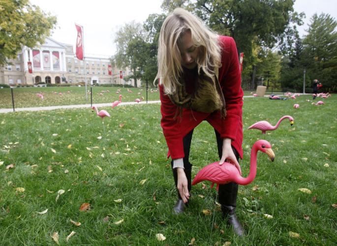 Photos: Pink flamingos 'Fill the Hill' | Local News | captimes.com