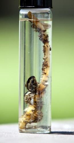 Lake invaders: Experts fear numerous laws won't be enough to stop ...