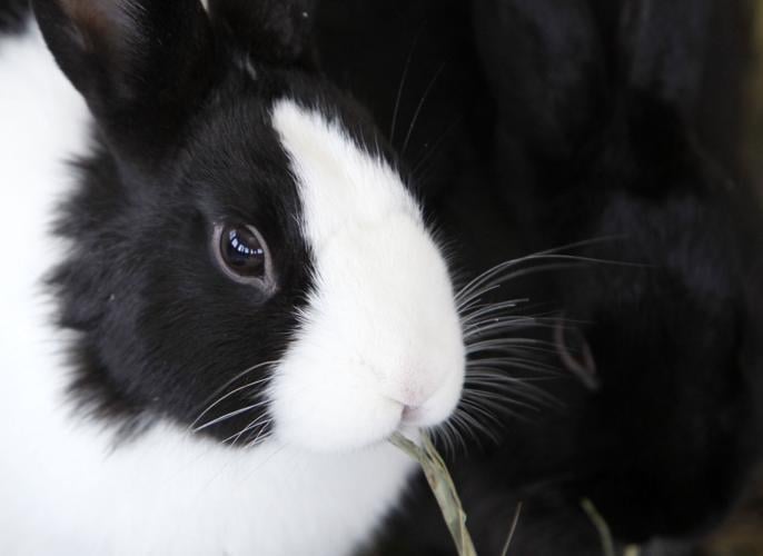 Photos: Bunny Bunanza at Humane Society | Local News | captimes.com