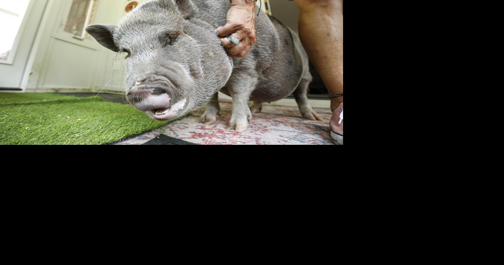 Pig in Madison named Rudi approved in city ordinance change ...