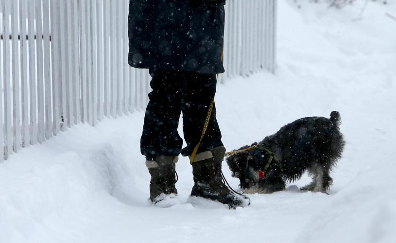 Photos: Another snowy day in Madison | Local News | captimes.com