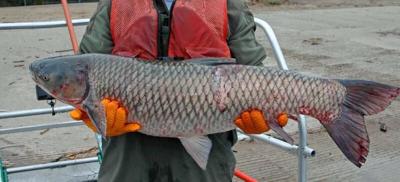 Grass carp found in Wisconsin River for first time, DNR official says ...