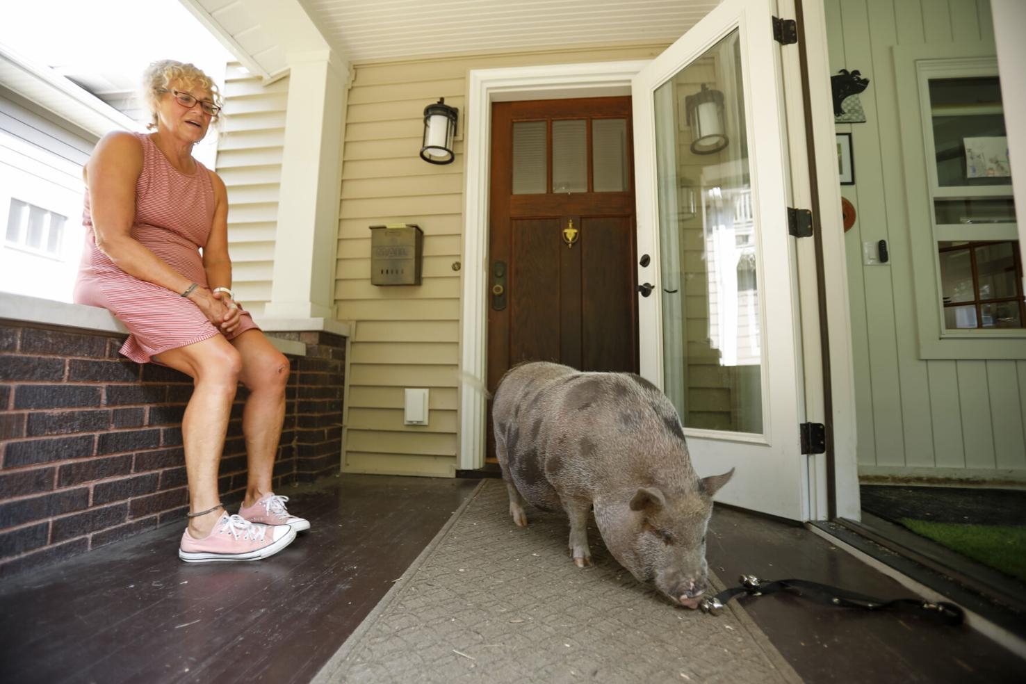 Madison loves Rudi the pig, and its ordinances may soon accept him ...