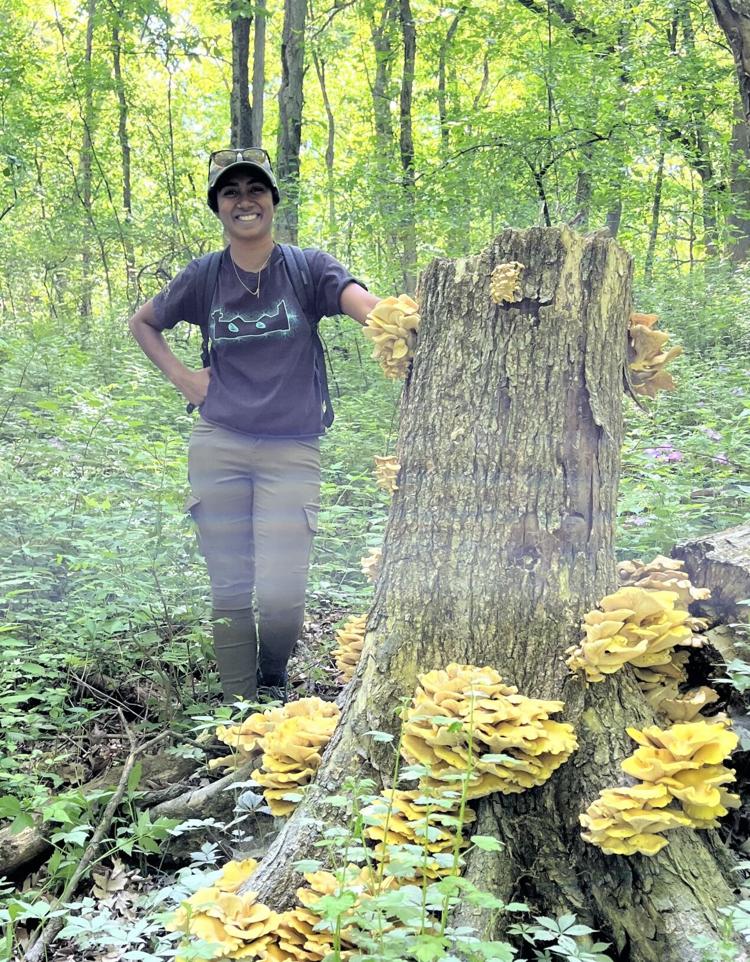 Golden oyster mushrooms spreading across southern Wisconsin ...