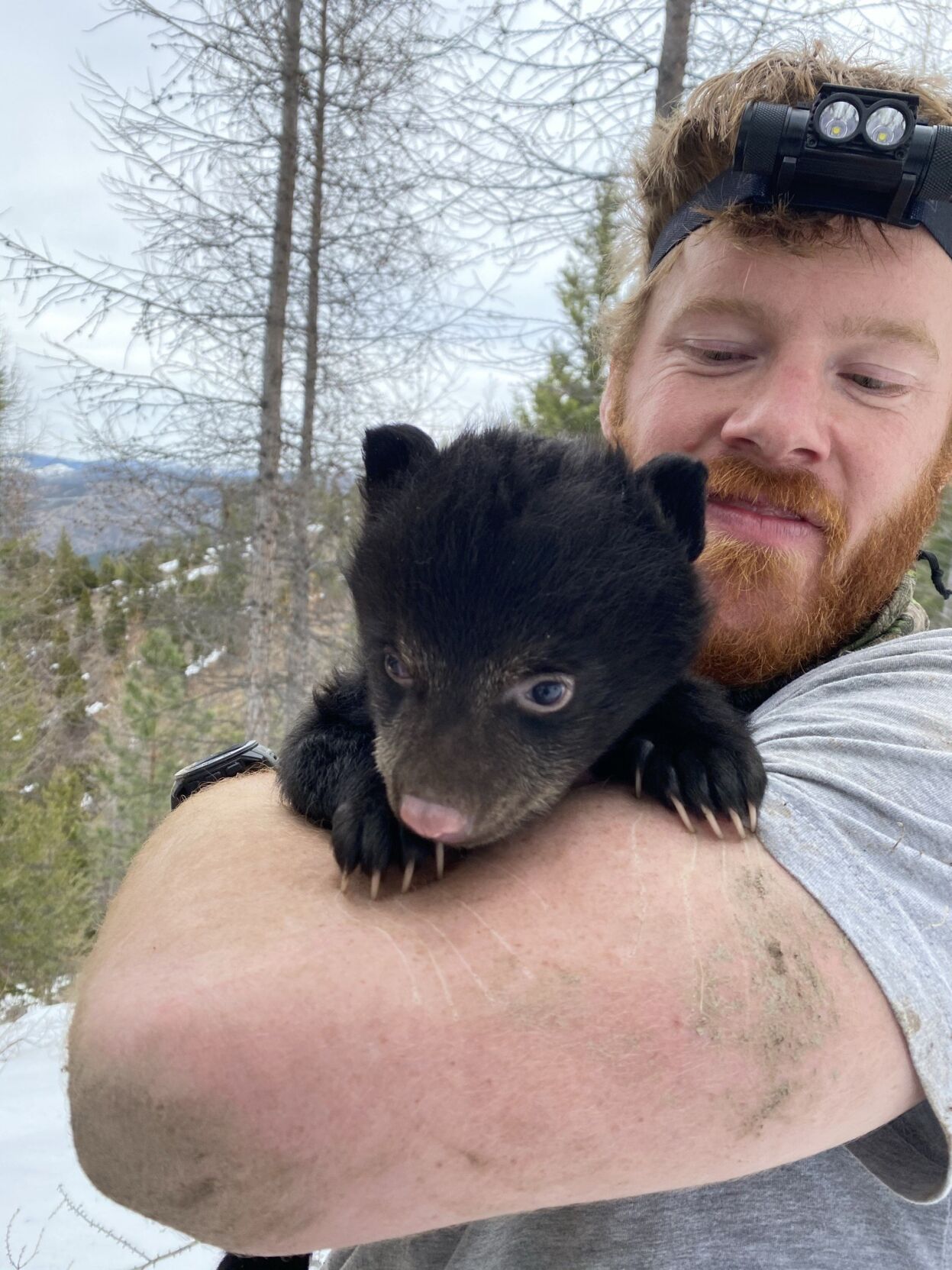 FWP's Goal: “Keeping Bears Wild” | Zoology | carboncountynews.com