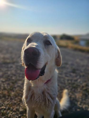 Beartooth Humane Alliance sees uptick in animal rescue cases | News ...