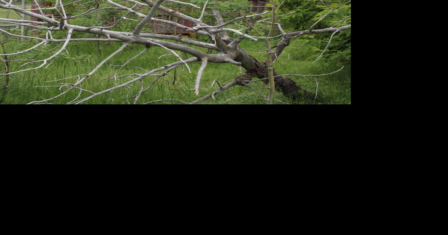 Outages Caused in RL by Wind and Rain | News | carboncountynews.com