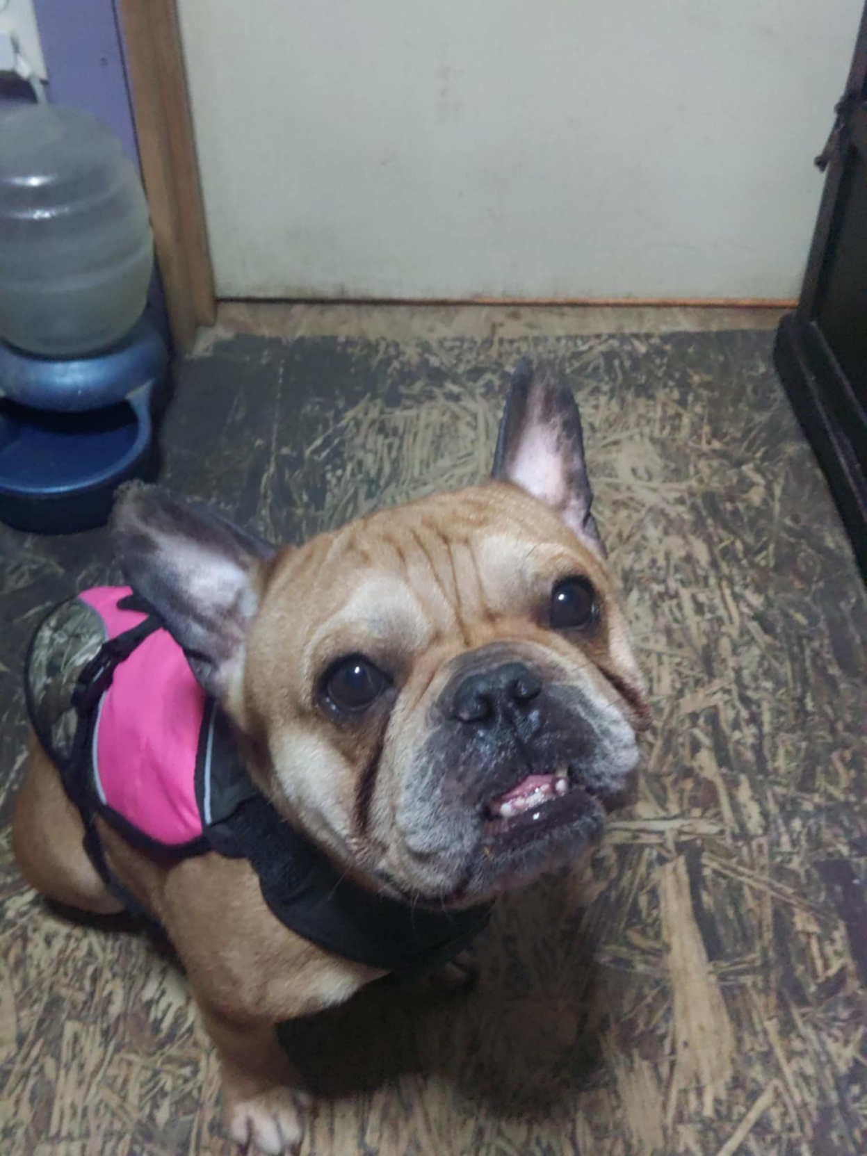 Lost Dog Alert | News | carboncountynews.com