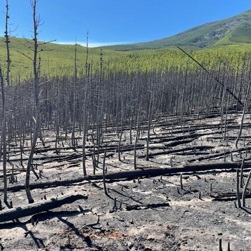 Mission Accomplished! E. Rosebud Fire Out! | News | carboncountynews.com