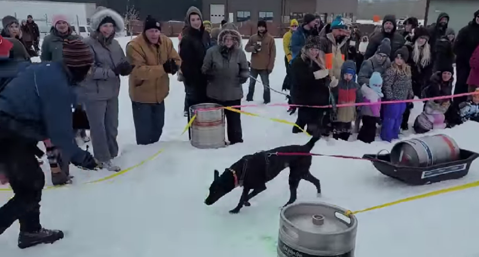 2023 Monster Dog Pull Draws Crowd as Dogs Draw Kegs | News ...