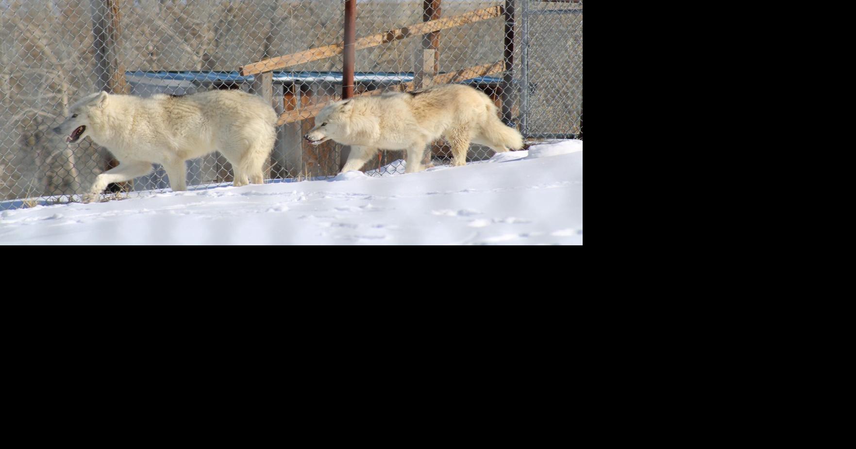 Wolves Return To Sanctuary | News | carboncountynews.com