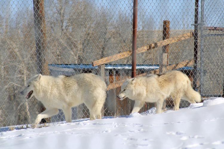 Wolves Return To Sanctuary | News | carboncountynews.com