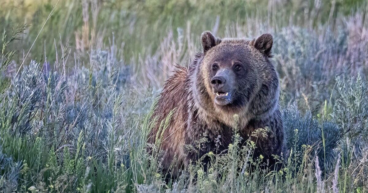 “Garbage is a Gateway Drug for Bears!” Part I | News | carboncountynews.com
