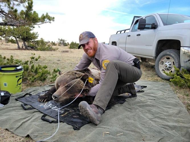 FWP's Goal: “Keeping Bears Wild” | Zoology | carboncountynews.com
