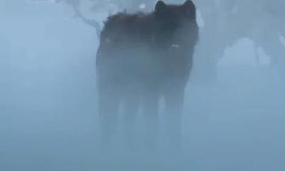 Apex predator appears in mist like a ‘ghost’. See ‘quintessential ...