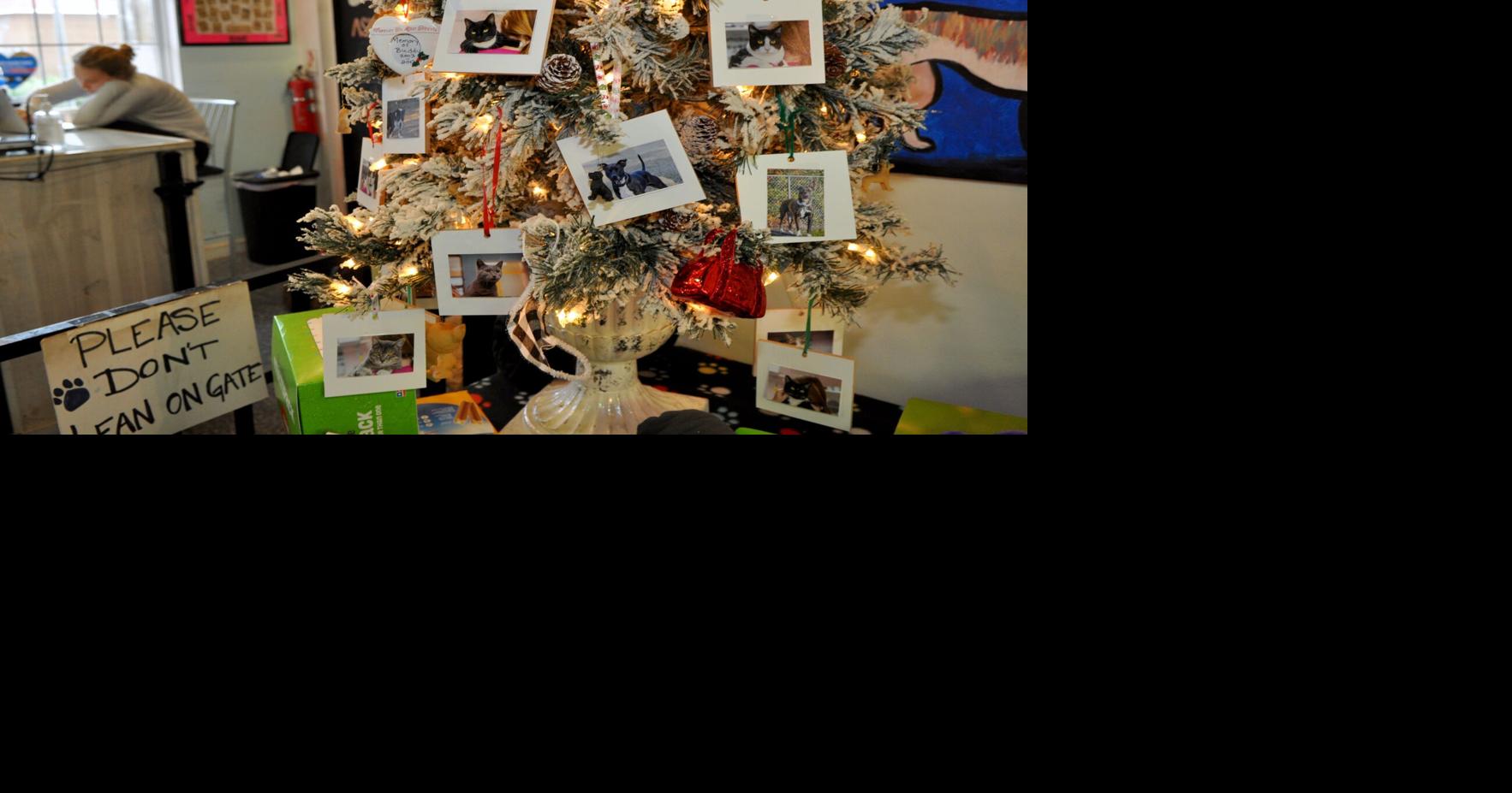 Sea Paws tree returns for 5th year to support area shelter animals ...