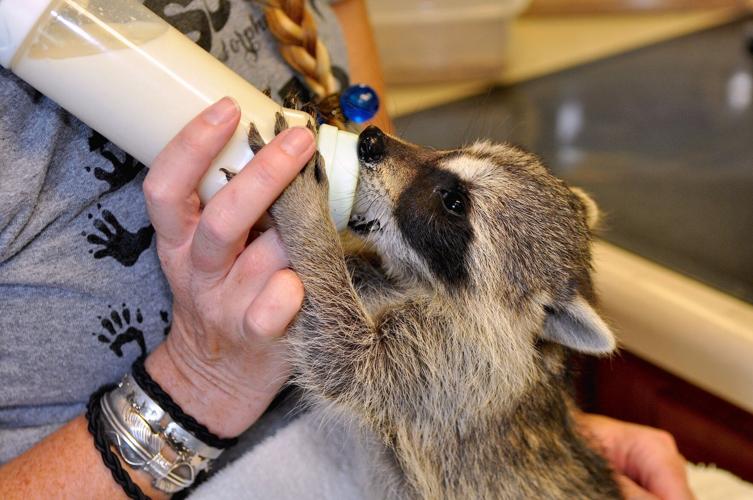 OWLS in need of volunteers, donations | News | carolinacoastonline.com