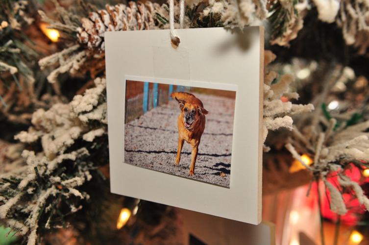 Santa Paws tree helps shelter animals | News | carolinacoastonline.com