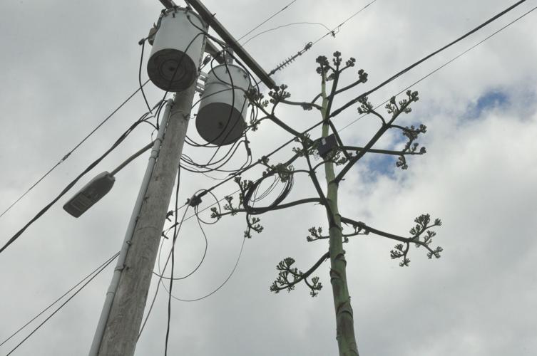 Tall century plant puts on quite a show | News | carolinacoastonline.com