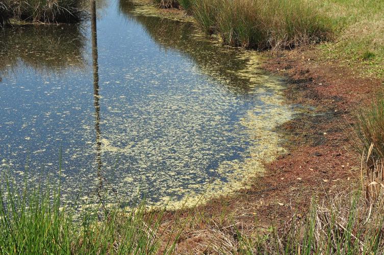 Rain could bring relief from pollen onslaught early next week | News ...