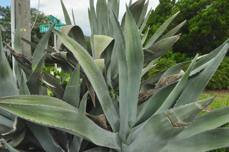 Tall century plant puts on quite a show | News | carolinacoastonline.com