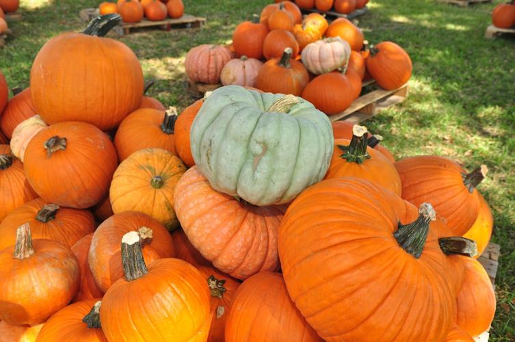 Pumpkins back at First Presbyterian Church | Morehead City ...