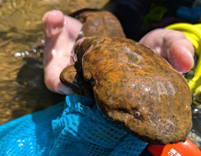 Finding new homes for hellbenders on the Watauga River | Regional ...