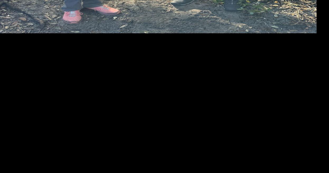 Bald Head Woods added to Old-Growth Forest Network | News ...