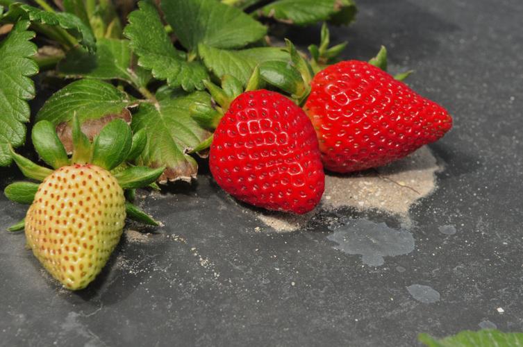 GALLERY: Strawberries survive recent cold snap as farms begin to sell ...