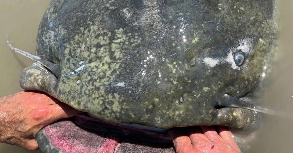 An angler reeled in a record-breaking 9-foot 'prehistoric' catfish. He ...